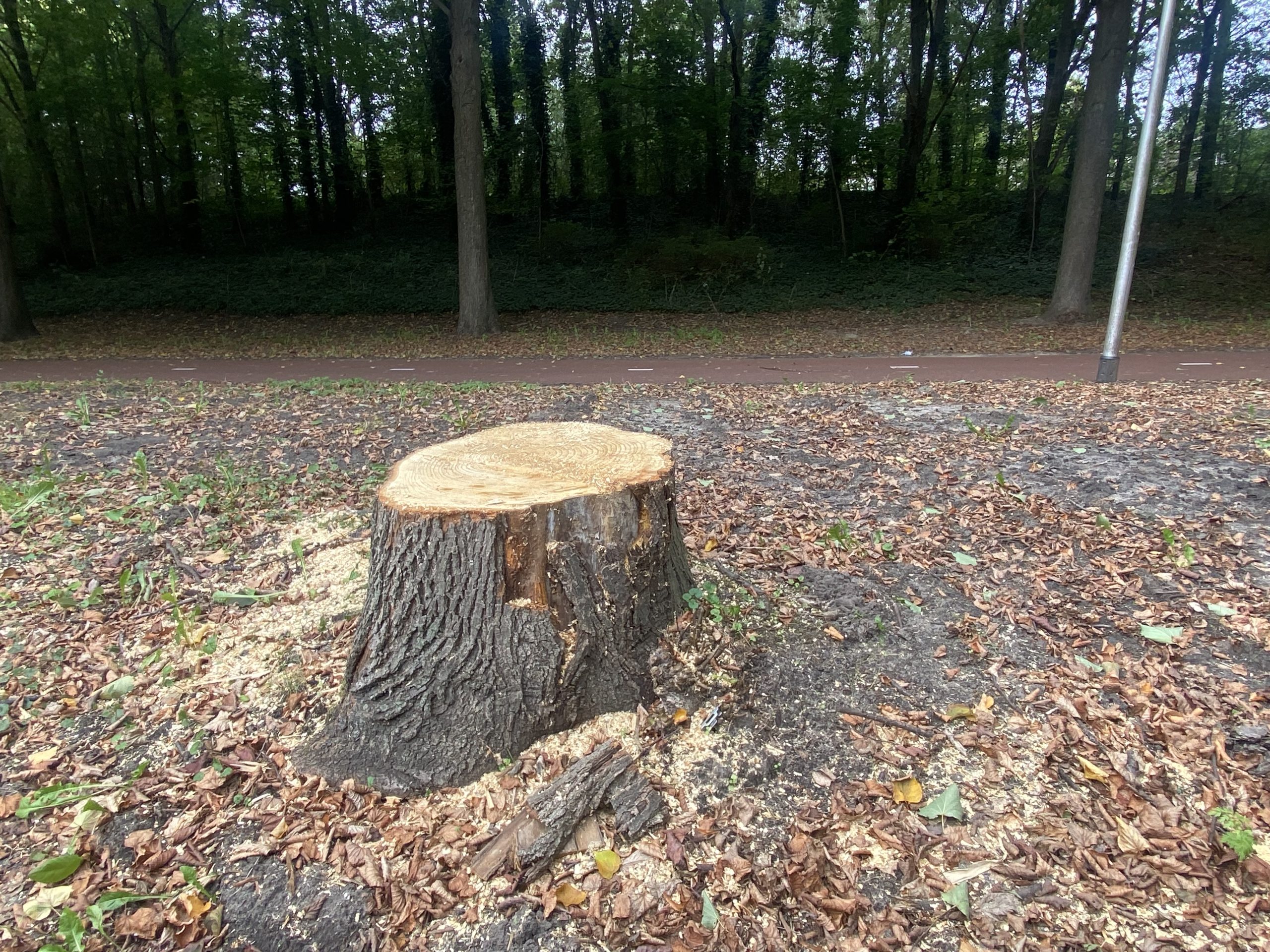 D66 Blaricum — Teveel bomen gekapt uit de eerste rij aan de Stichtseweg