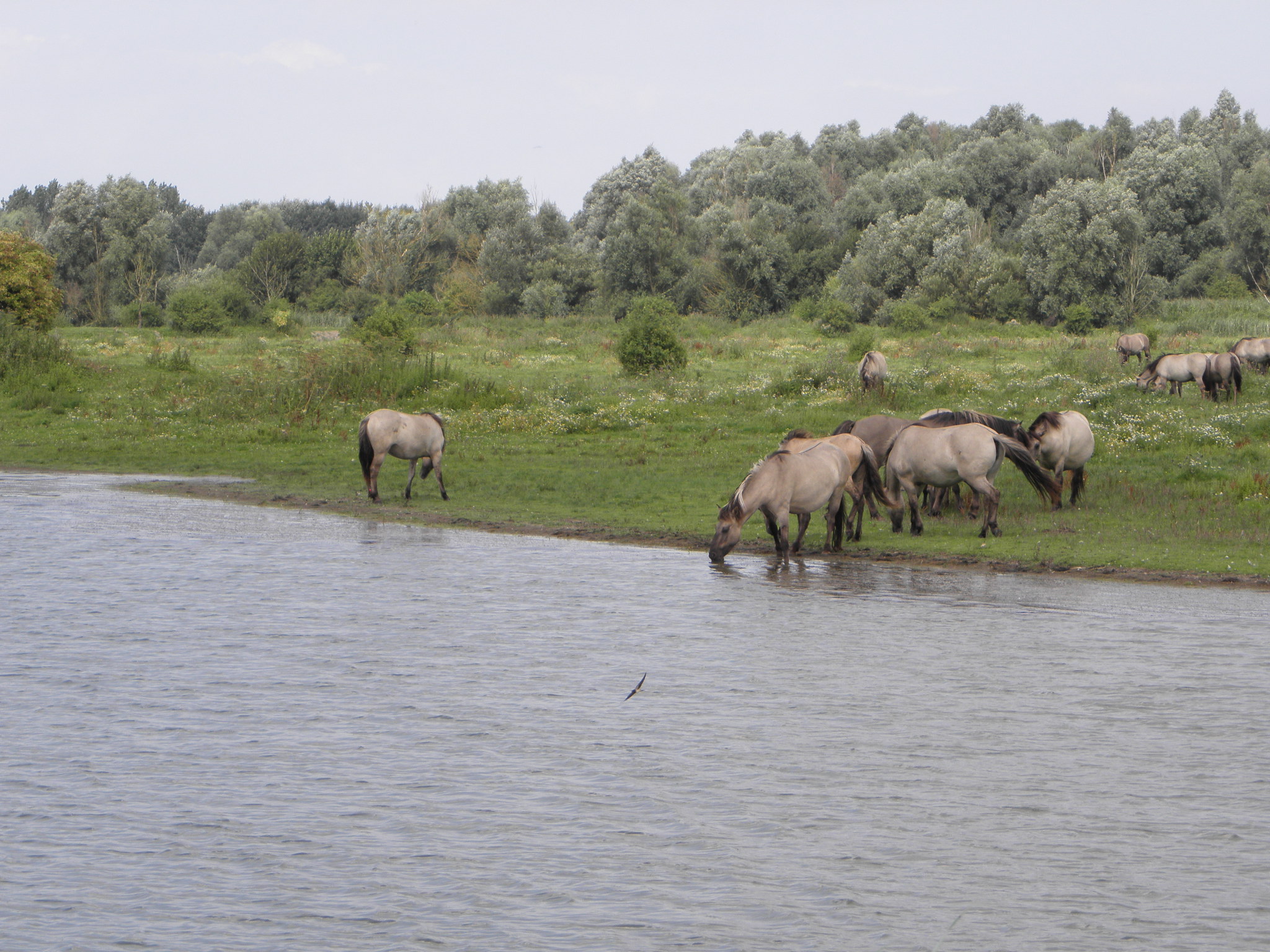 D66 Flevoland — Natuur en landbouw | Standpunten
