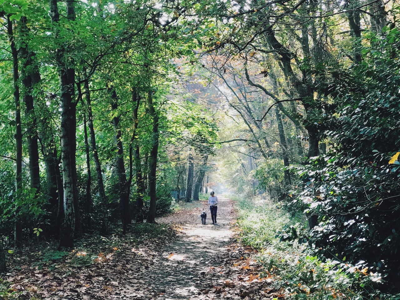 D66 Tilburg — Een groene omgeving | Verkiezingsprogramma